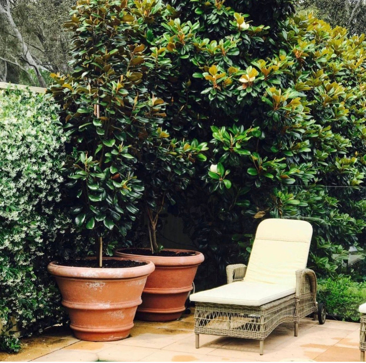 Vaso Con Due Orli Terracotta Pot – Manon + Moss